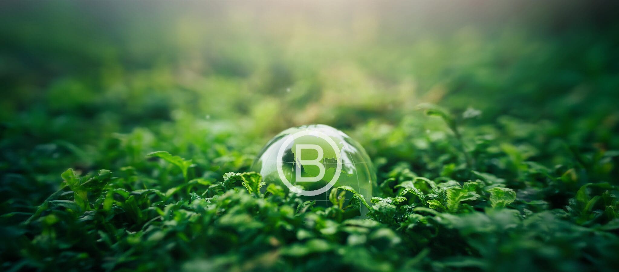 B Corp Status - Why it should be on your Business Radar